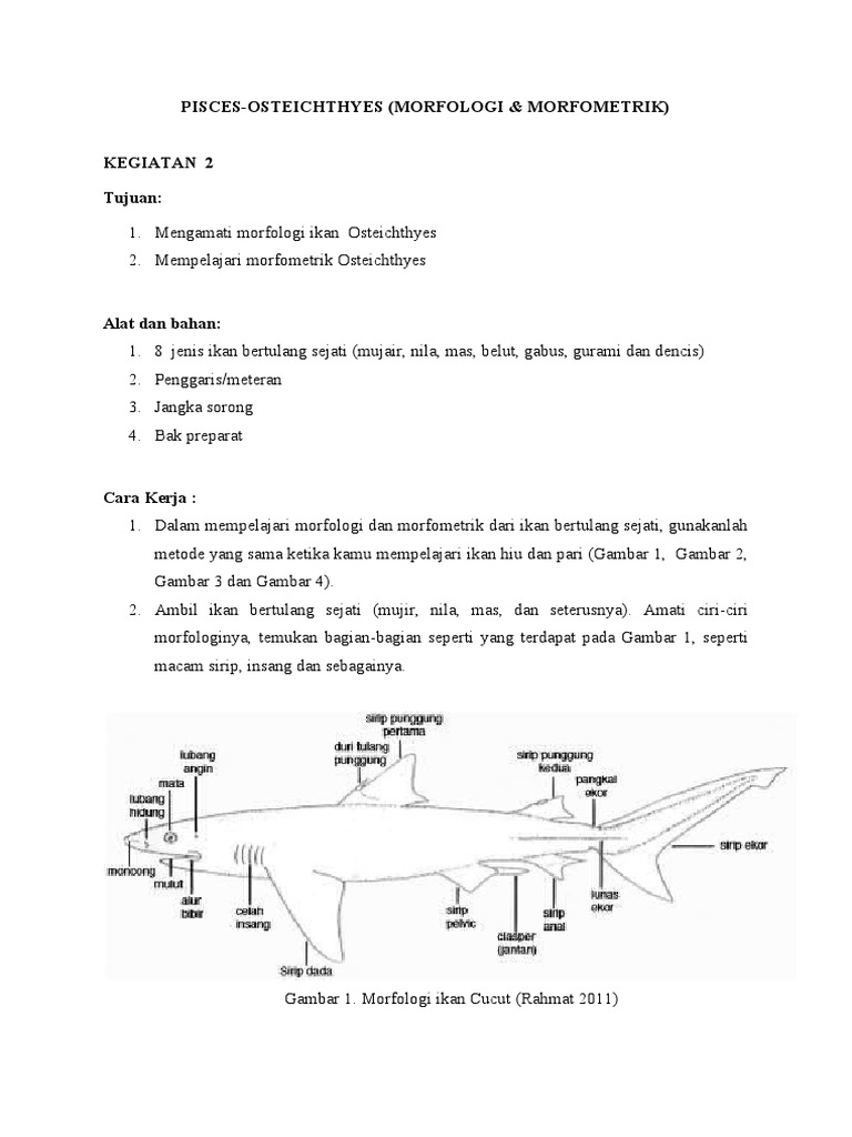 Morfologi & Morfometrik Ikan Osteichthyes | PDF | Sains & Matematika