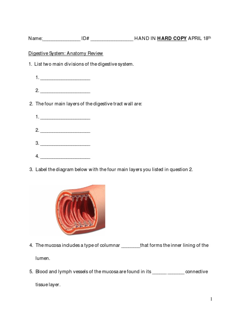 Digestive System Worksheet | PDF | Digestion | Stomach