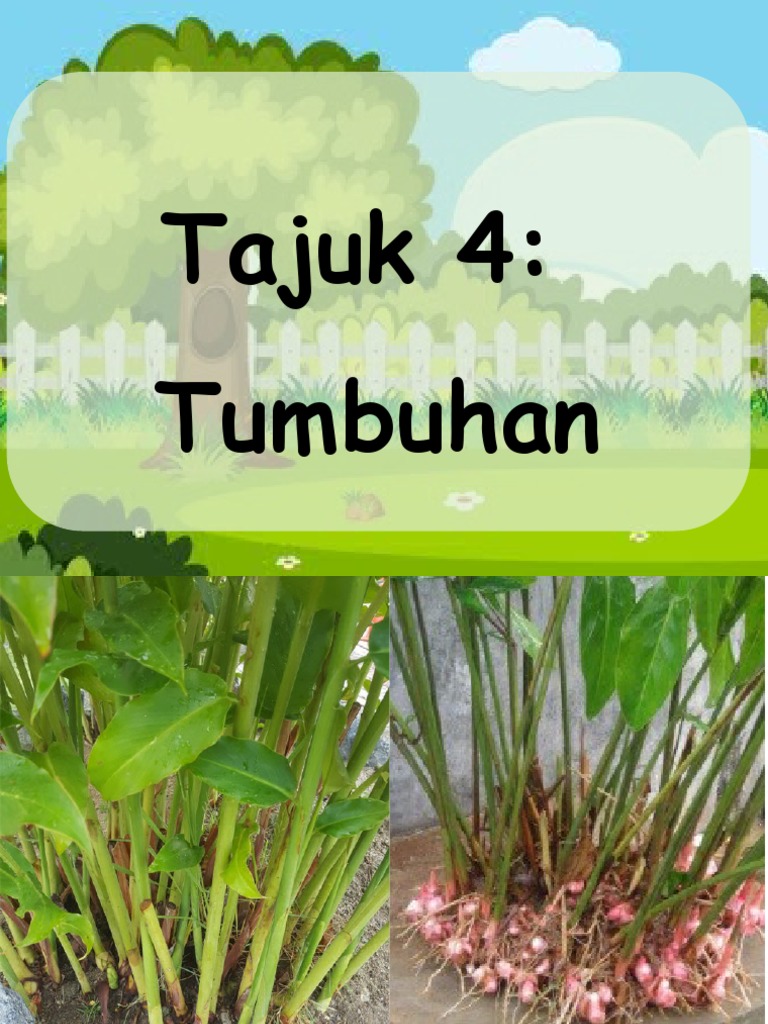 Yr 4 Tajuk 4 Tumbuhan | PDF