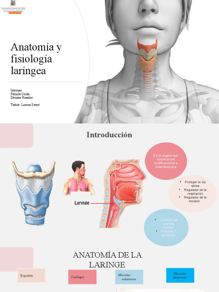Anatomía y Fisiología de La Laringe | PDF | Laringe | Cabeza y cuello ...