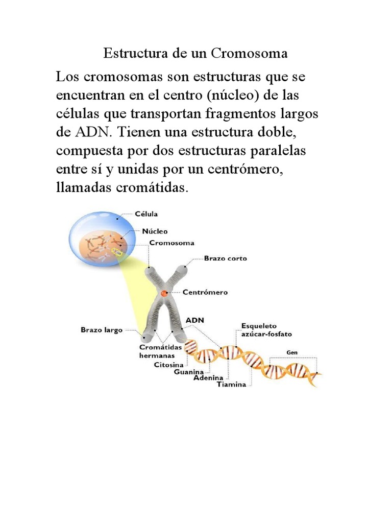 Estructura de Un Cromosoma | PDF | Ciencia y matemáticas