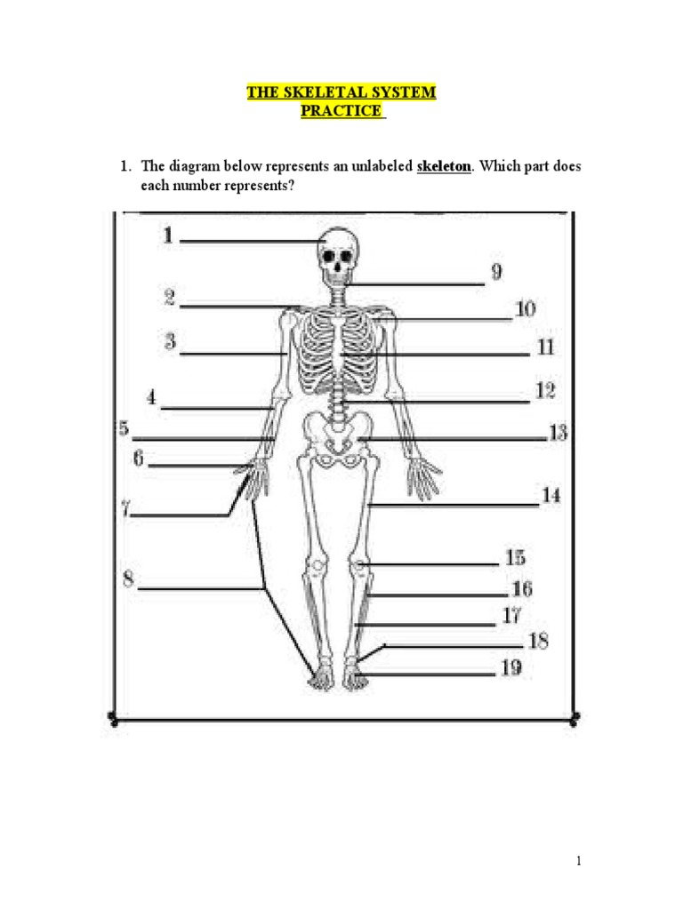 The Diagram Below Represents An Unlabeled Skeleton. Which Part Does ...