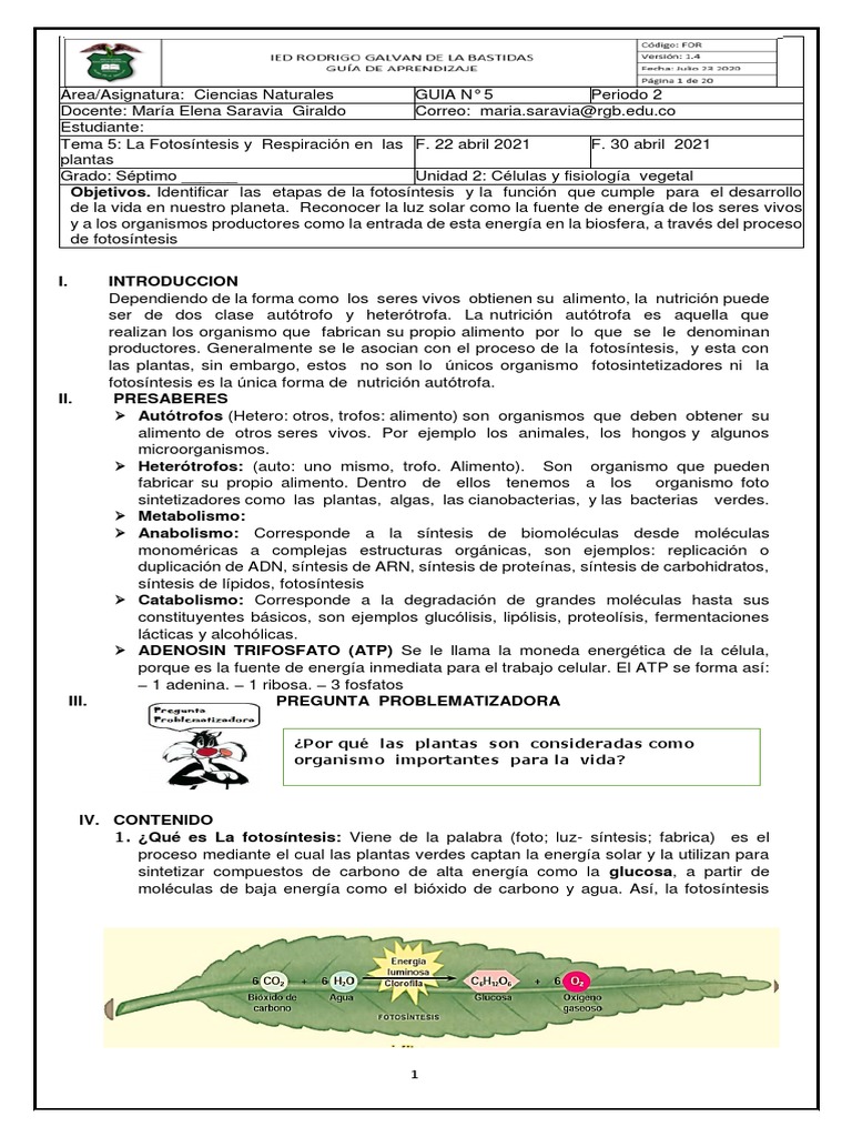 Fotosíntesis: Proceso y Funciones Clave | PDF | Cloroplasto | Fotosíntesis