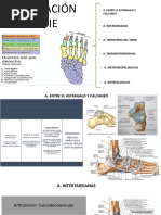Ligamentos del Pie: Estructura y Función | PDF | Pie | Anatomía del ...