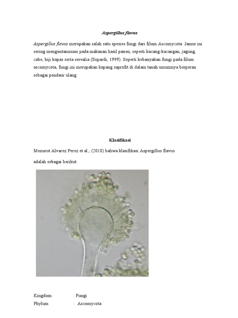 Ciri dan Morfologi Aspergillus flavus | PDF
