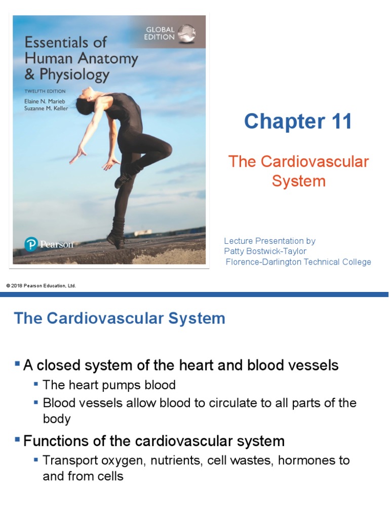 The Cardiovascular System: Lecture Presentation by Patty Bostwick ...