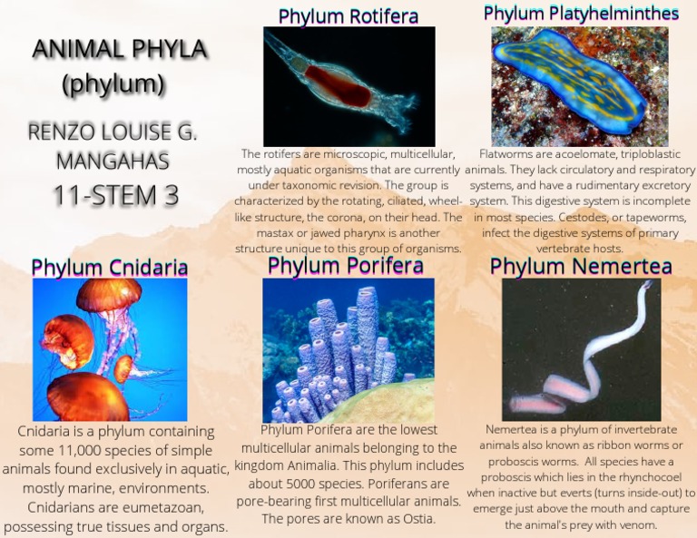 A Comparative Look at Key Characteristics Across Major Animal Phyla | PDF