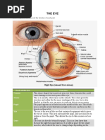 ACNS Neonatal EEG Guidelines | PDF | Electroencephalography | Sleep
