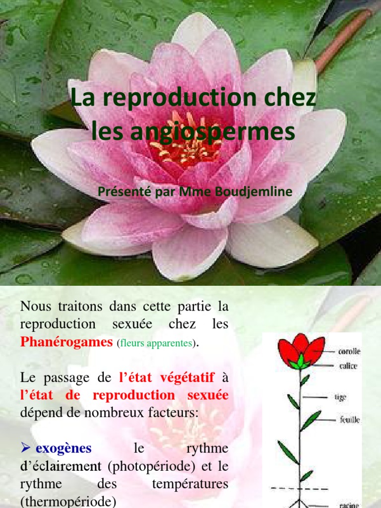 Reproduction sexuée des angiospermes | PDF | Fruit | Graine