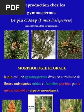 Plantes Gymnospermes