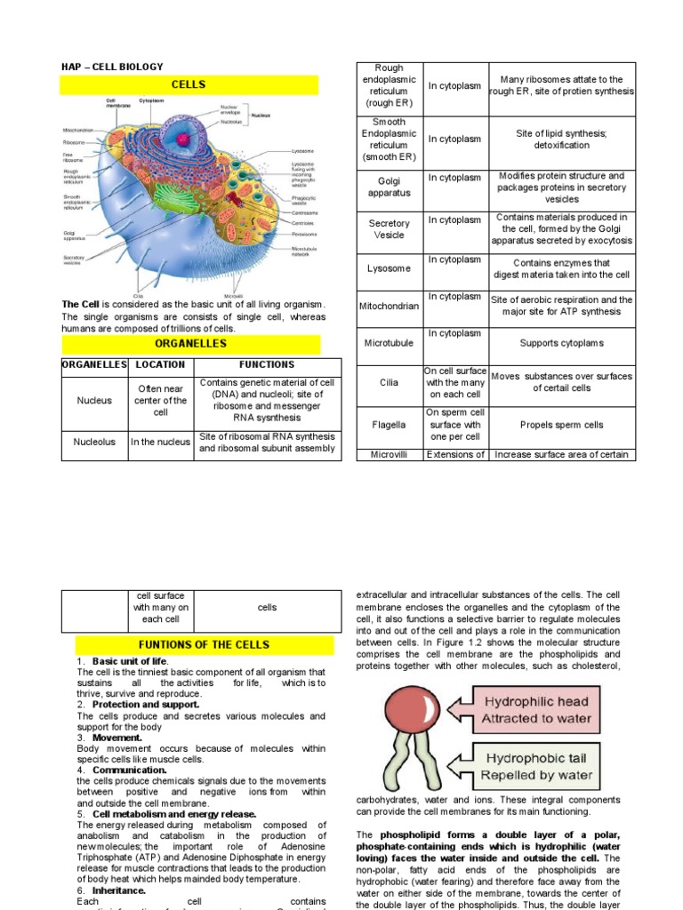 Cells: Hap - Cell Biology | Download Free PDF | Cell Membrane | Endoplasmic Reticulum