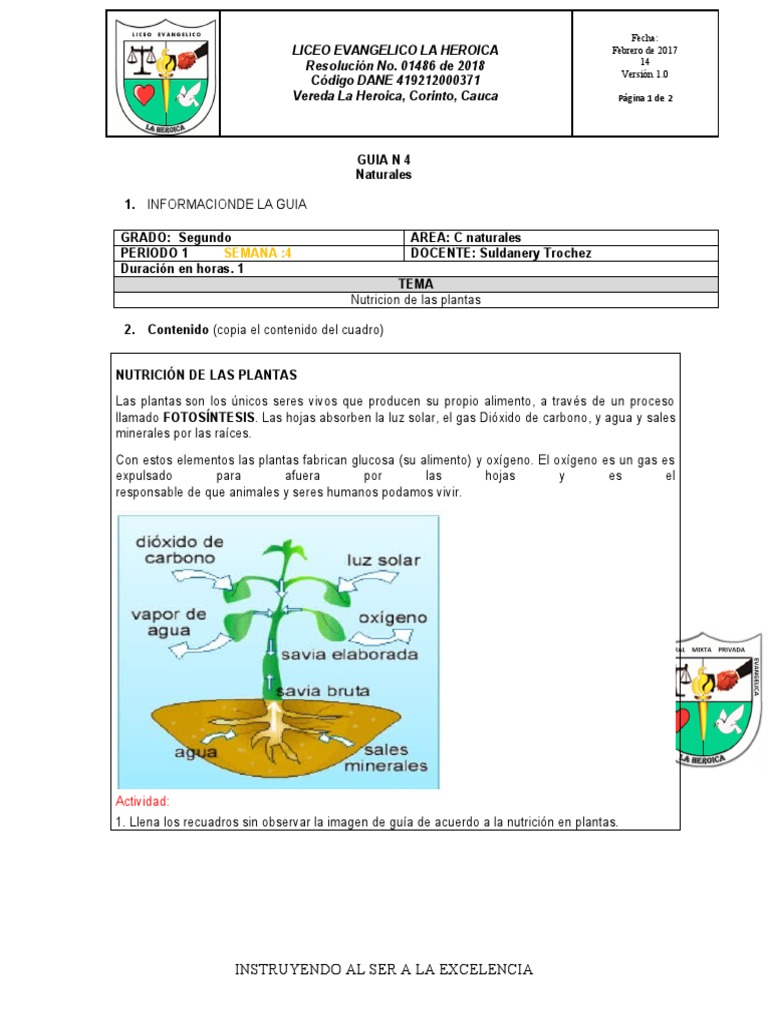 GUIA N 4 Naturales Segundo p2 | PDF | Plantas | Nutrición