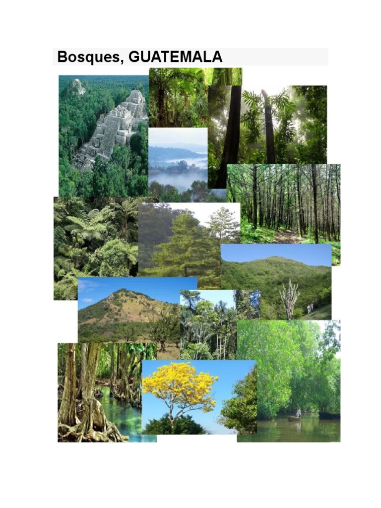 Tipos de Bosques en Guatemala | PDF