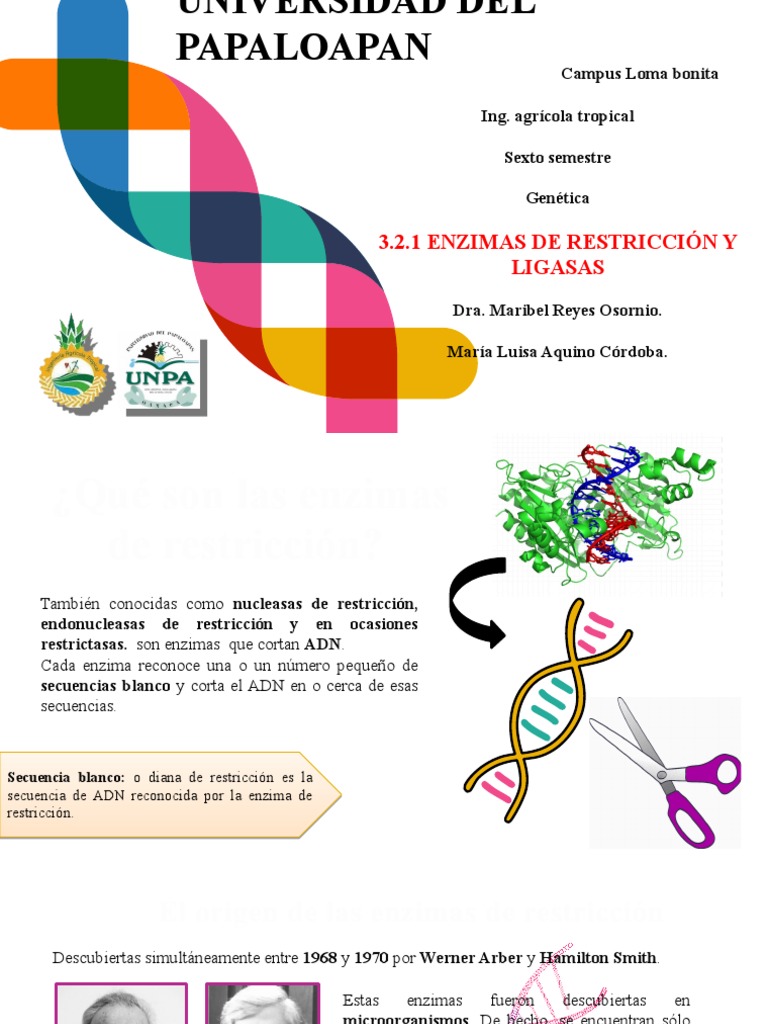 Enzimas de Restricción y Ligasas | PDF | Plásmido | Enzima restrictiva