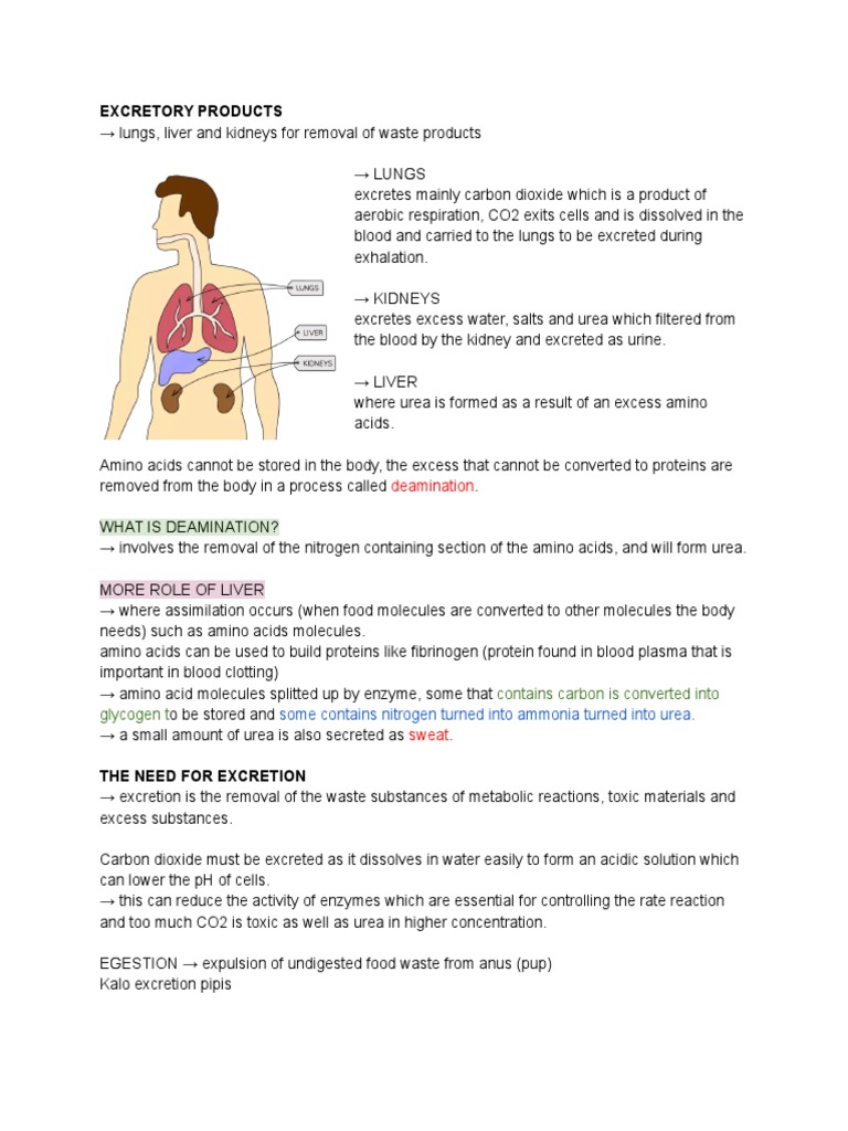 Excretion in Humans | PDF | Kidney | Excretion