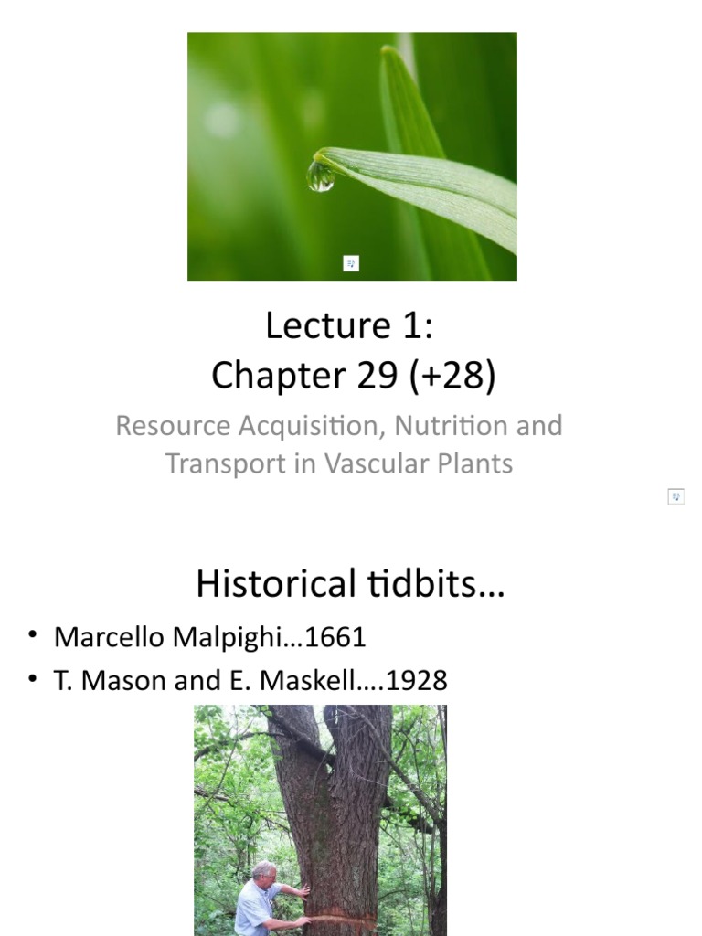 Plant Transport Lecture 1 2021 | PDF | Leaf | Tissue (Biology)