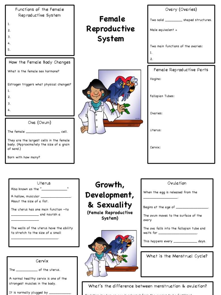 Female Reproductive System Guided Notes | PDF | Reproductive System | Ovary