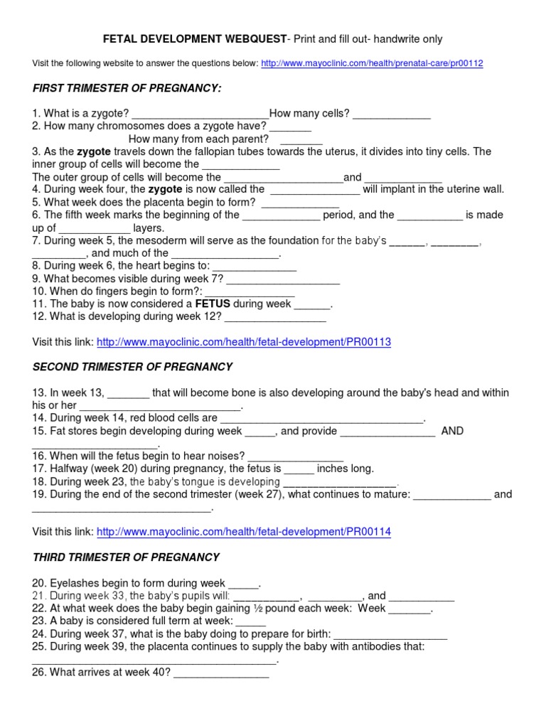 FETAL DEVELOPMENT WEBQUEST-Print and Fill Out - Handwrite Only | PDF ...