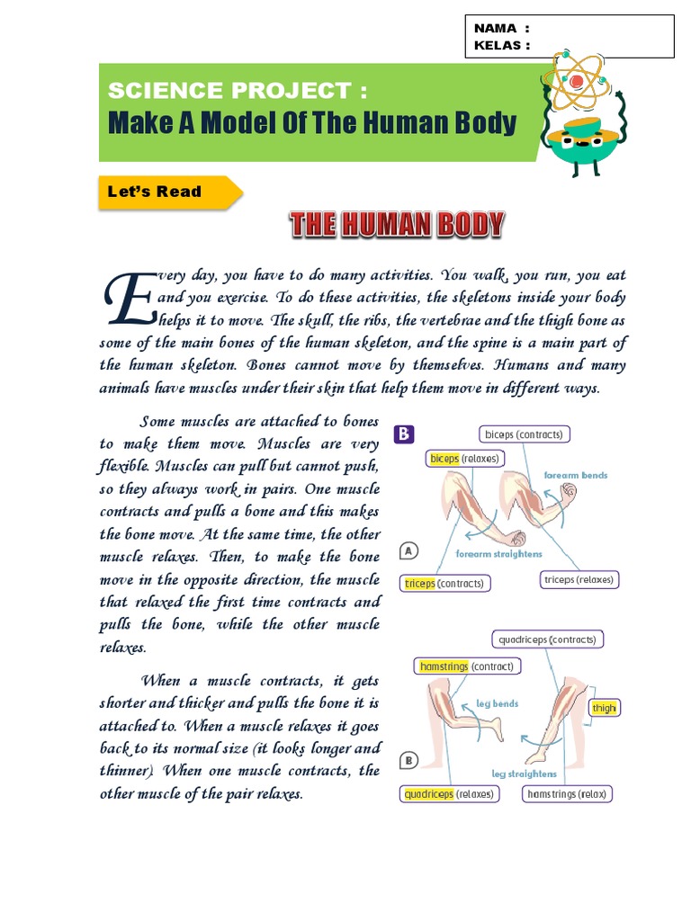 Make A Model of The Human Body: Science Project | PDF | Skeleton | Muscle