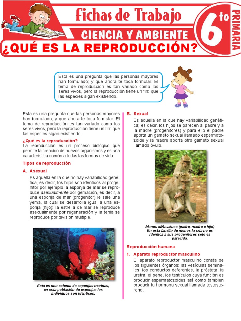 Qué Es La Reproducción para Sexto Grado de Primaria | PDF ...