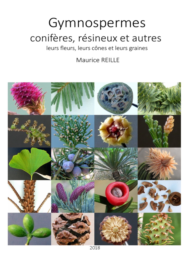 Classification des Gymnospermes | PDF | Conifères | Botanique