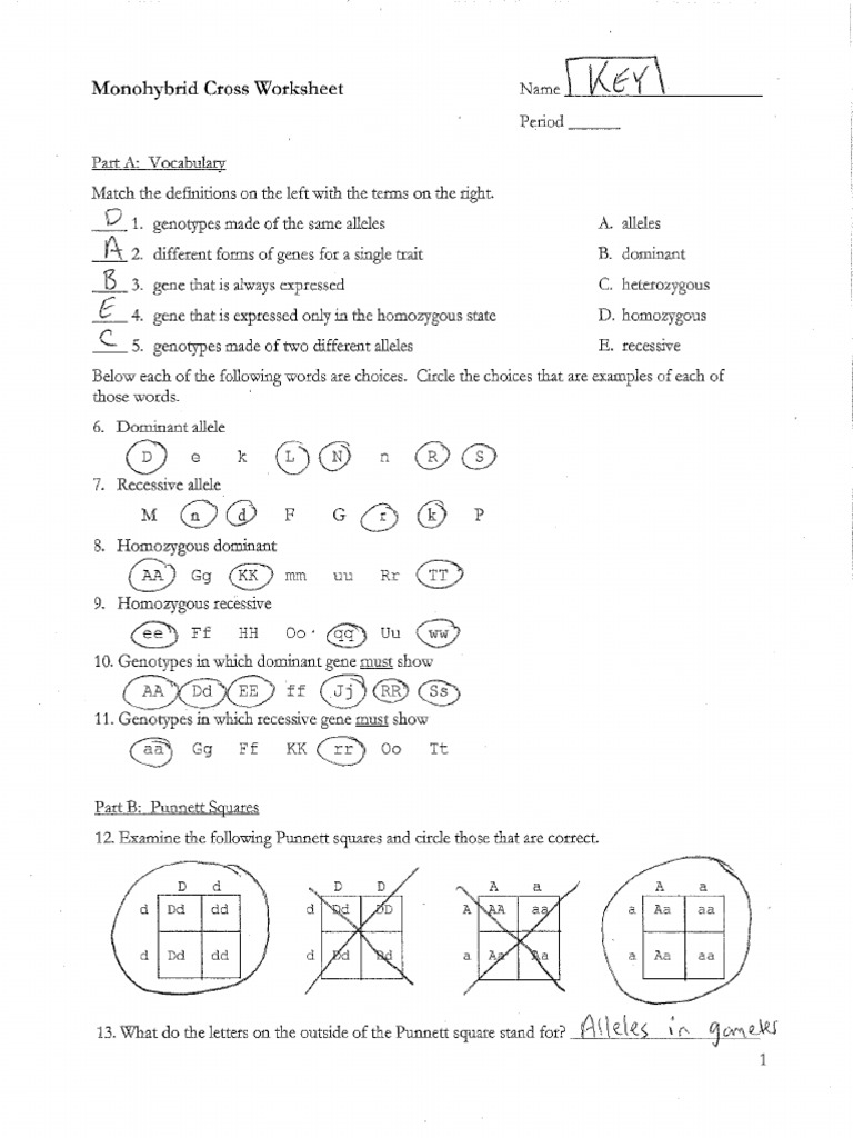 1 F Unit 7 Monohybrid Cross Worksheet Key | PDF