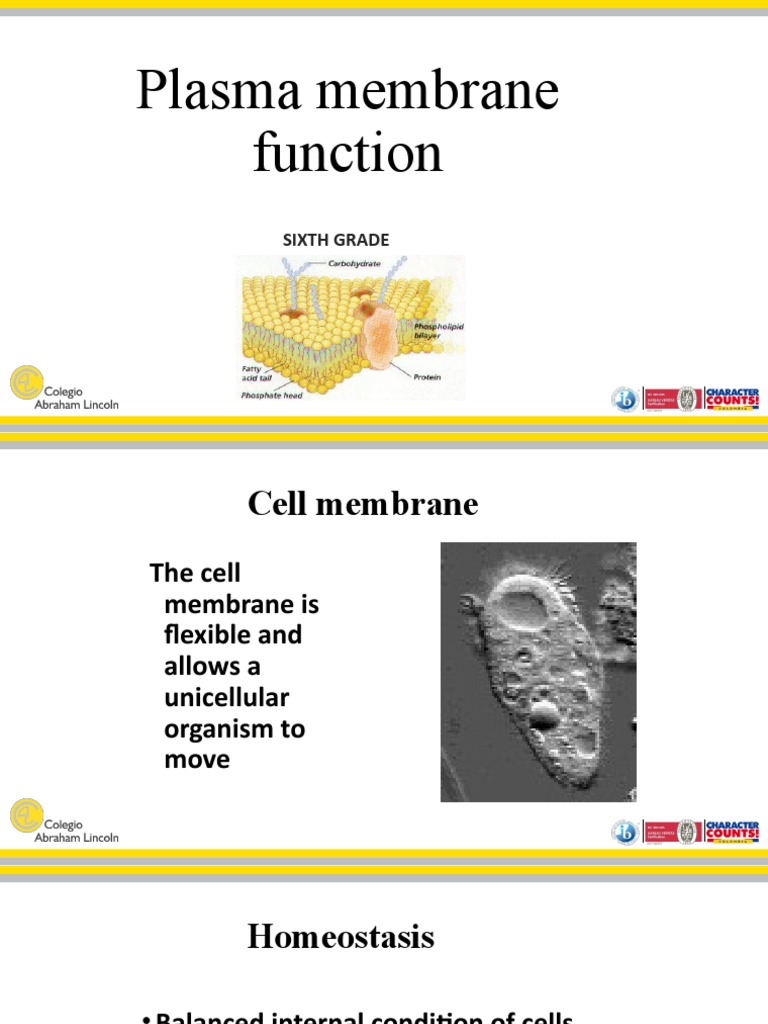 Plasma Membrane Function: Sixth Grade | PDF
