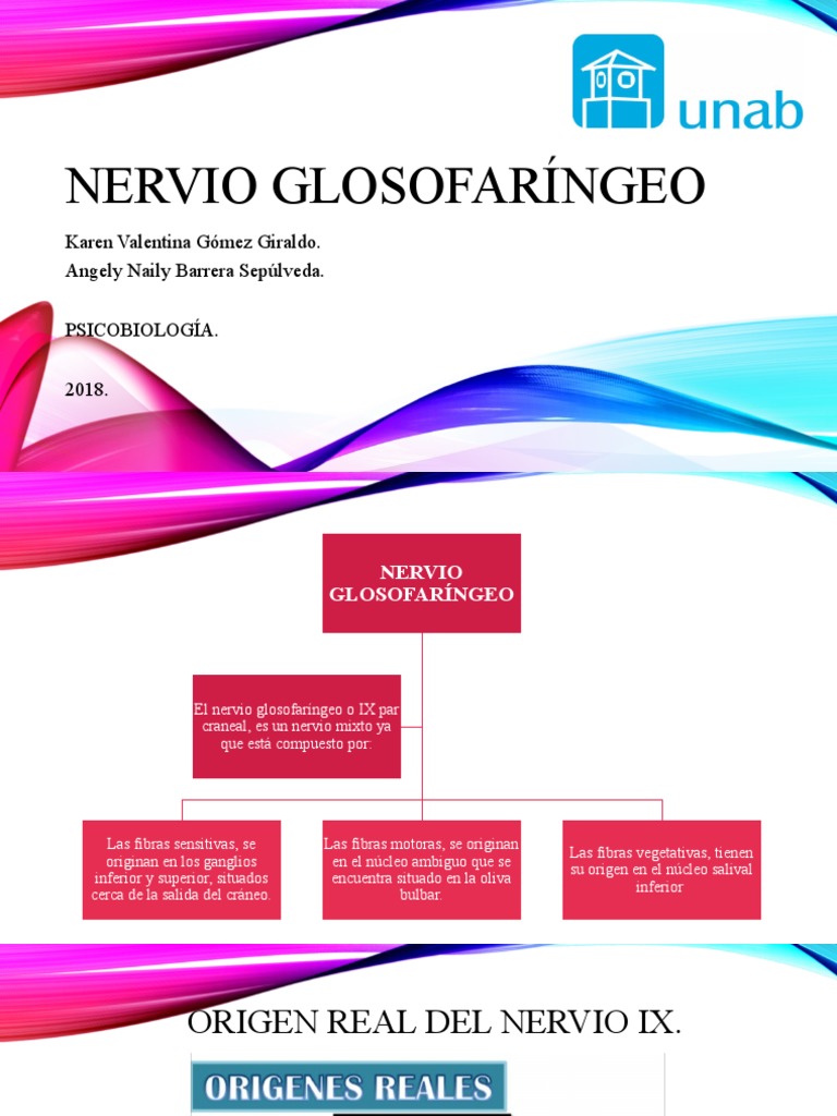 Nervio Glosofaríngeo | PDF | Lengua | Sistema digestivo