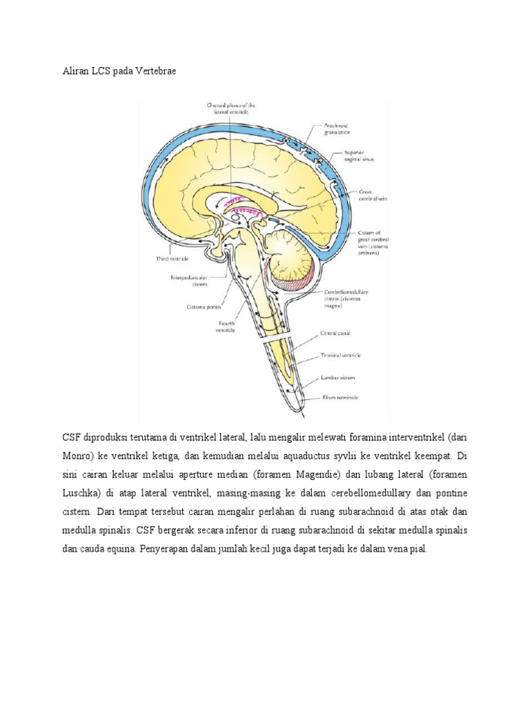 Aliran LCS Pada Vertebrae | PDF