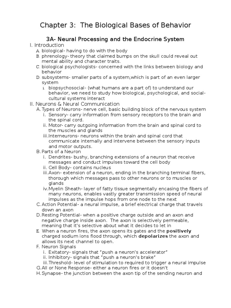 Chapter 3 Notes - Biological Bases of Behavior | PDF | Neuron ...