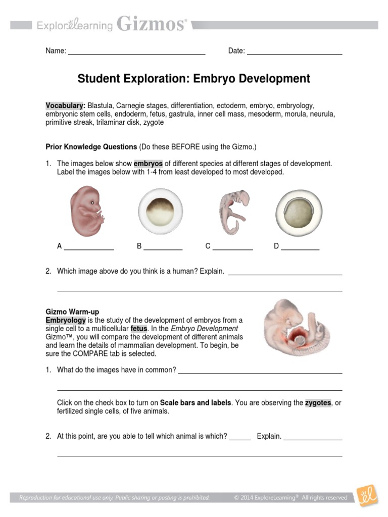 Embryo Development SE | PDF | Embryo | Biological Processes
