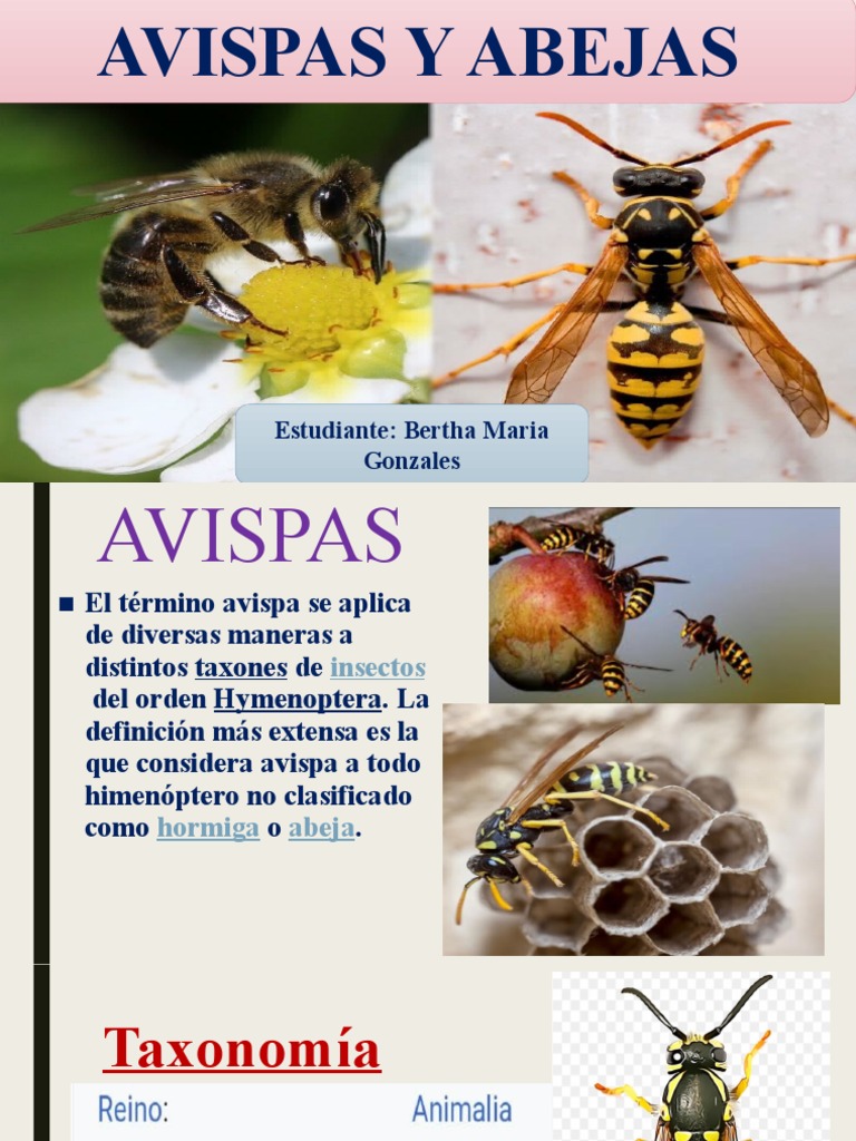Avispas y Abejas | PDF | Avispa | Especialidades Medicas