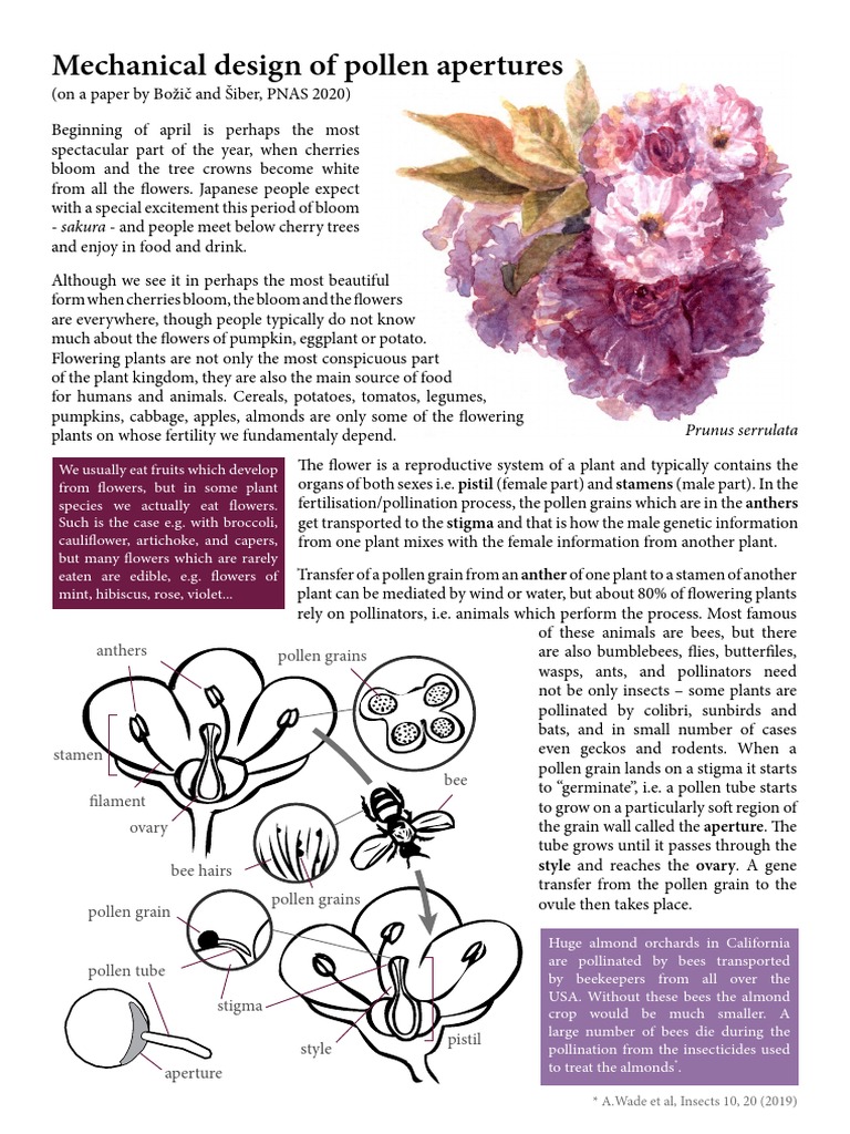 Mechanical Design of Pollen Apertures | PDF | Pollination | Pollen