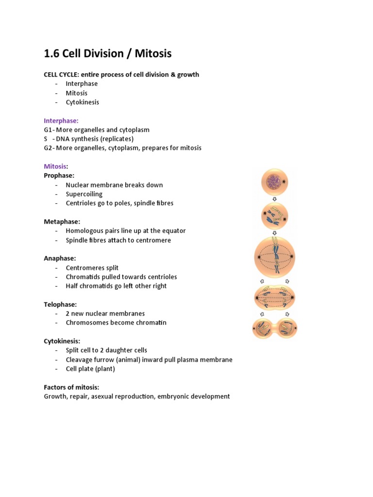 1.6 Cell Division:mitosis | PDF | Mitosis | Cell Cycle