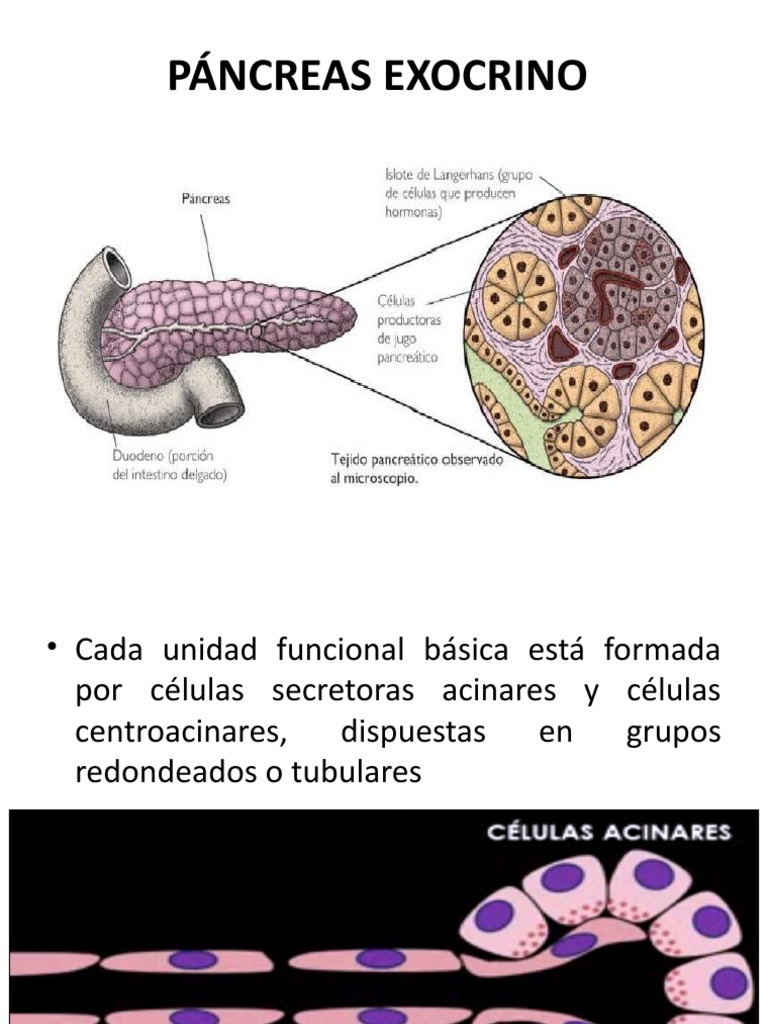 Páncreas Exocrino | PDF