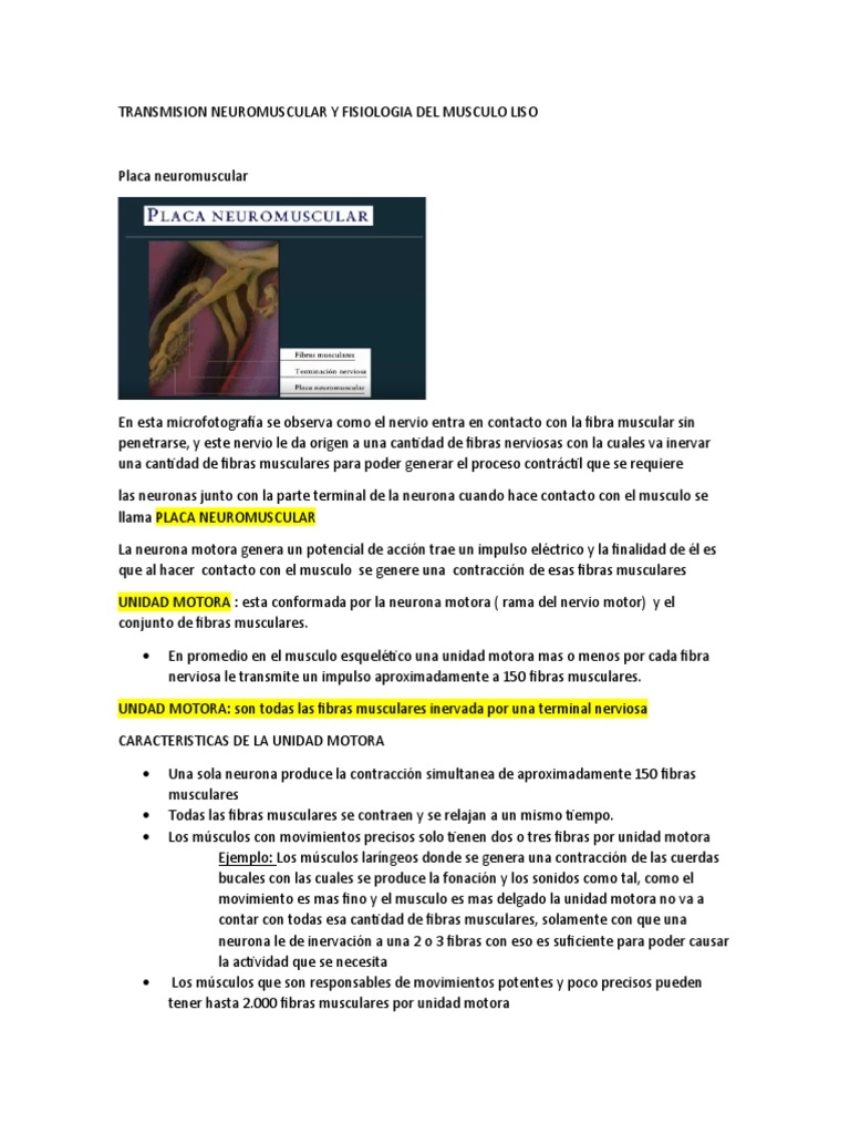 Transmision Neuromuscular y Fisiologia Del Musculo Liso | PDF ...