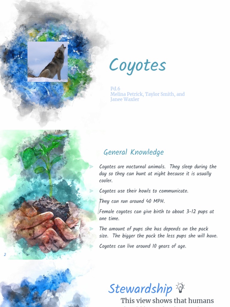 Coyotes | PDF | Coyote | Pack (Canine)