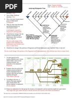 Cladogram Worksheet Practice KEY | PDF | Organisms | Phylogenetics