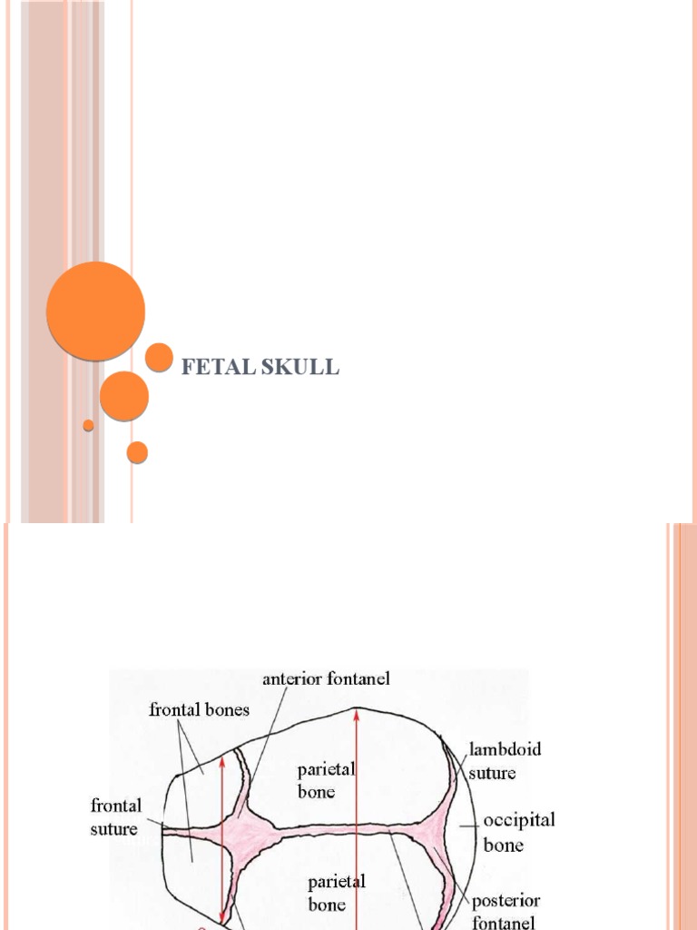 Fetal Skull | PDF | Skull | Human Anatomy