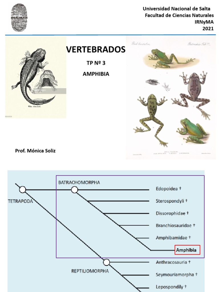 TP 3-Clase-Amphibia-2021 | PDF | Anfibio | Rana