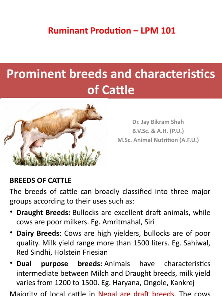 Cattle Breeds and Characteristics Overview | PDF | Sheep | Cattle