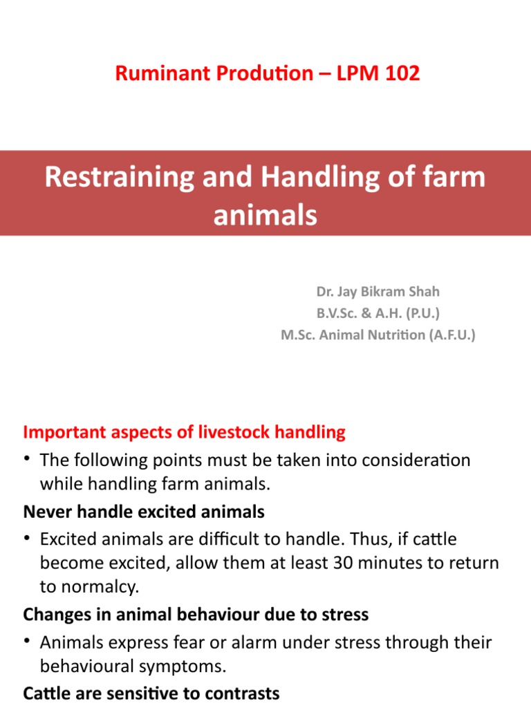 Cattle Restraint Techniques Overview | PDF | Cattle | Livestock Farming