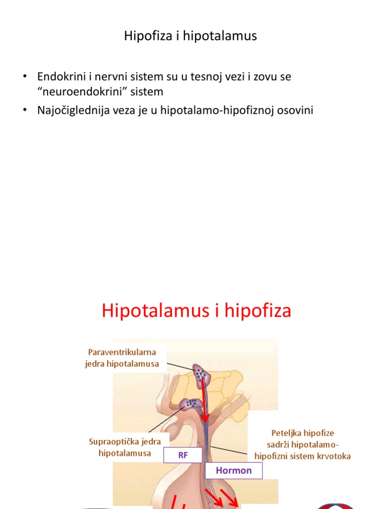 Fiziologija Endokrina 2 Deo | PDF