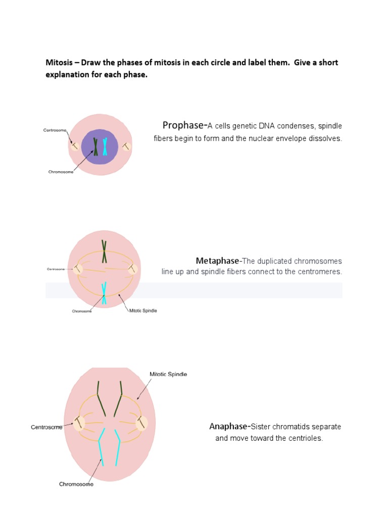 Mitosis Drawing Worksheet | PDF