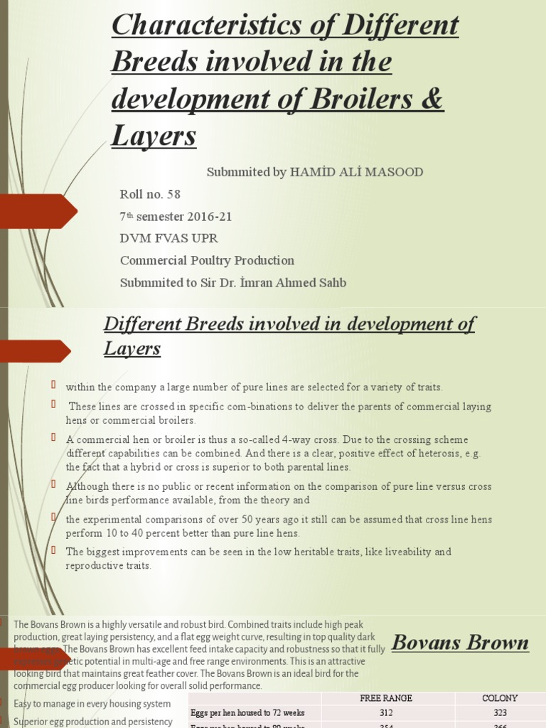 Broiler and Layer Chicken Breeds Overview | PDF | Broiler | Chicken
