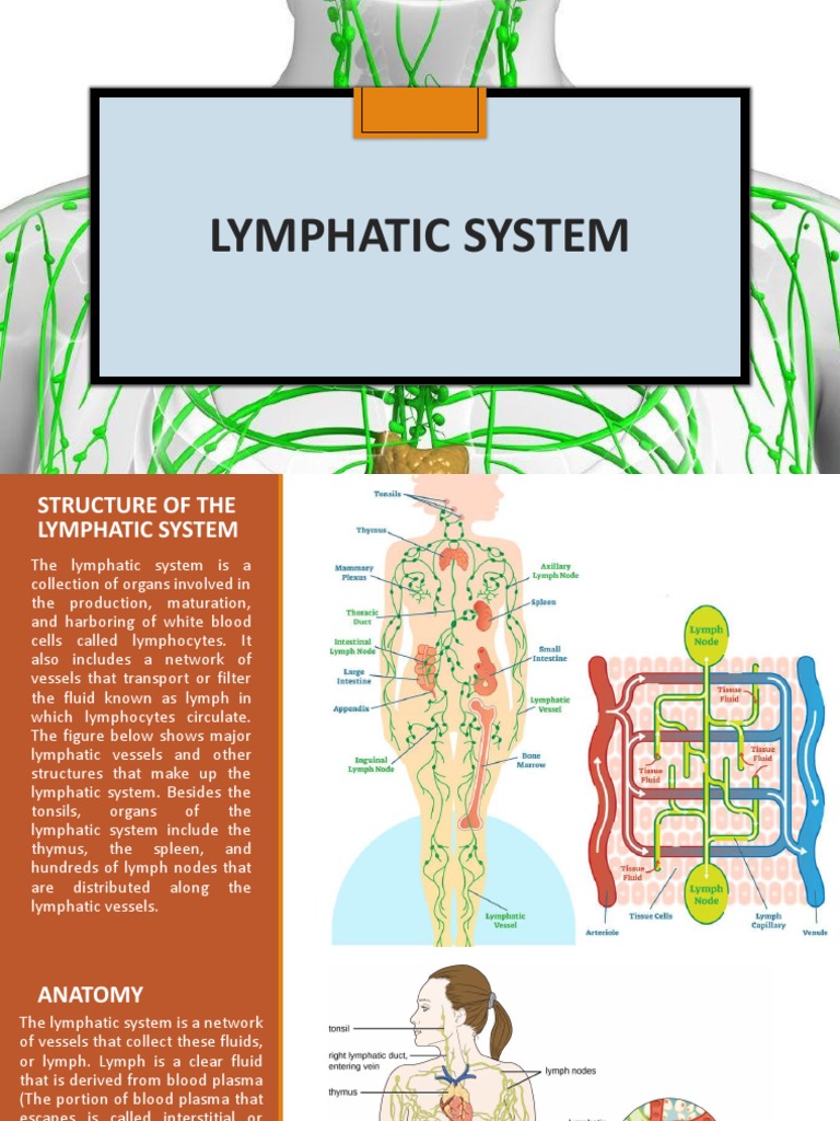 Lymphatic System 7th | PDF | Lymphatic System | Lymphocyte