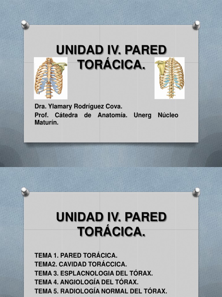 UNIDAD IV TORAX. Temas 1 y 2. | PDF | Tórax | Articulación