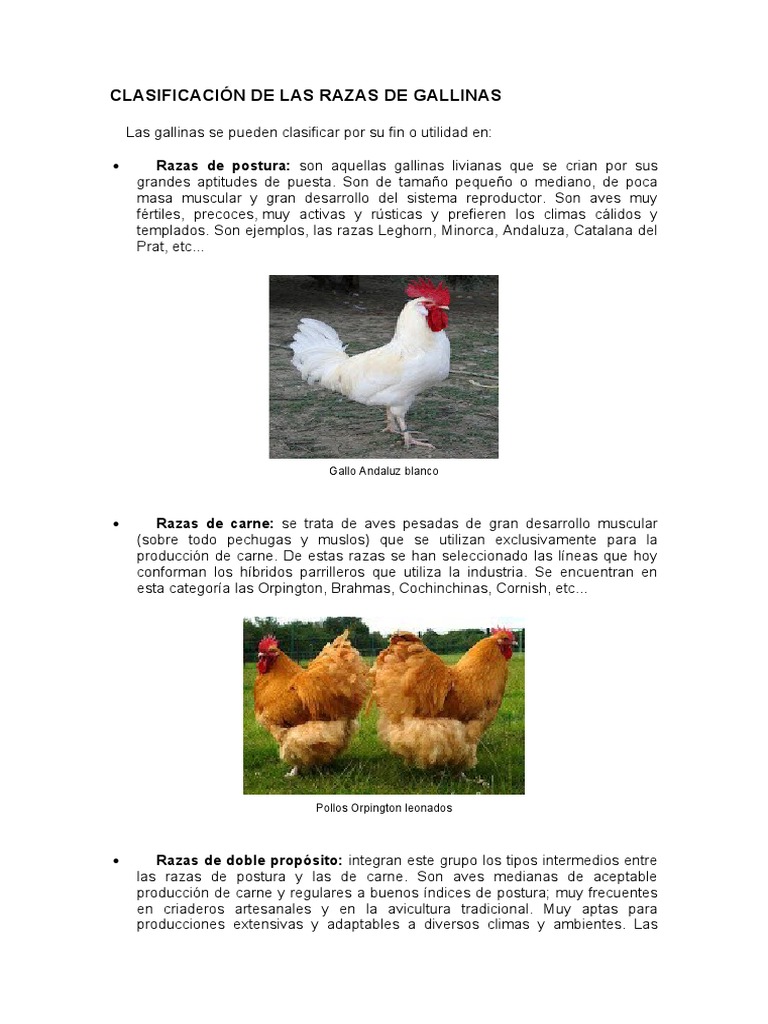 Cuadro De Razas De Gallinas Ponedoras Granja San Marcos 🇵🇪