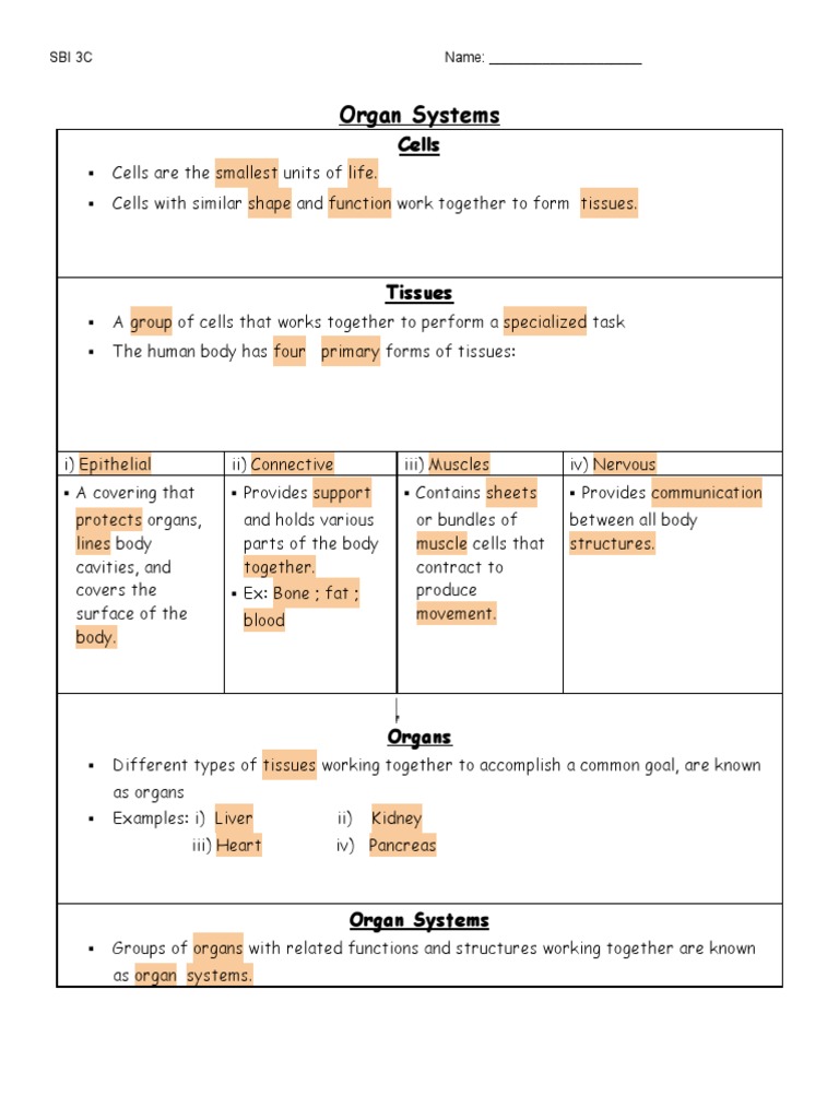 Ss Organ Systems Worksheet | PDF | Human Body | Organ (Anatomy)