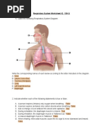 Respiratory System Grade 5 Study Guide | PDF | Lung | Respiratory System